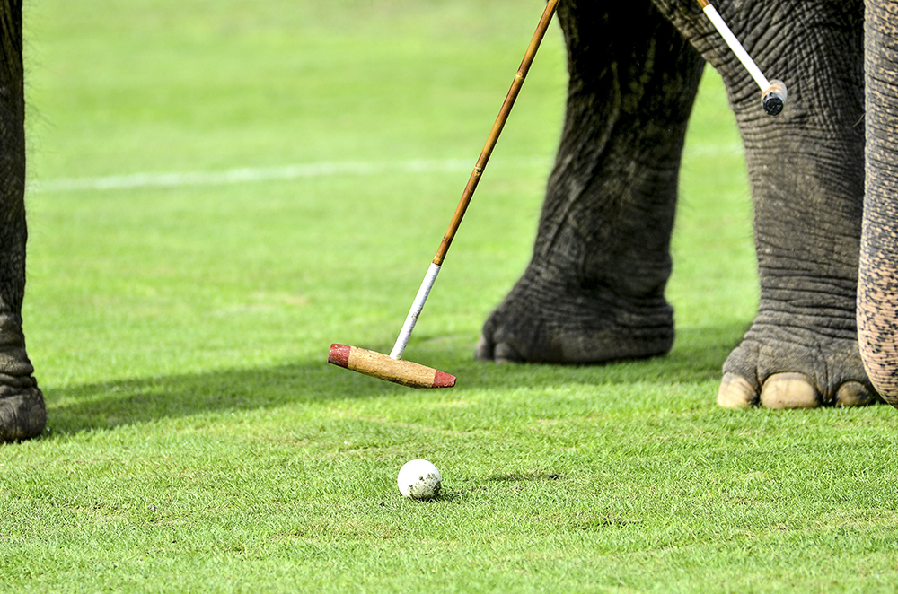 A Guide to Elephant Polo in Bangkok - Thailand-Property